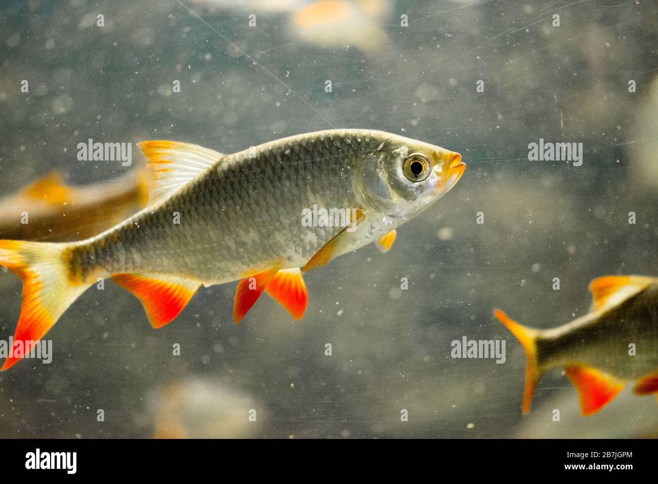 The common rudd - Scardinius erythrophthalmus. Fish from Europe and ...