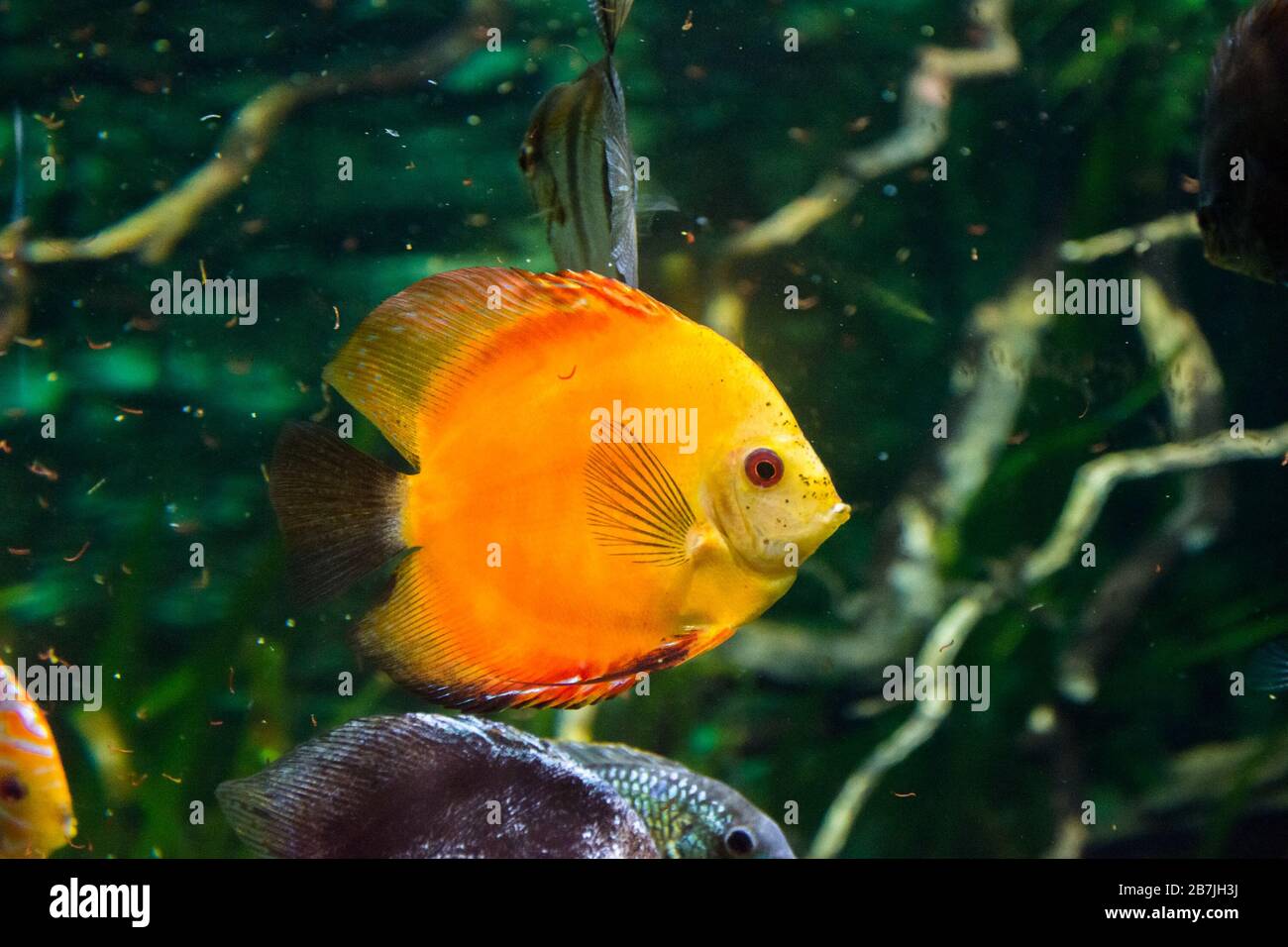 discus fish in aquarium, tropical fish. Symphysodon discus from Amazon ...