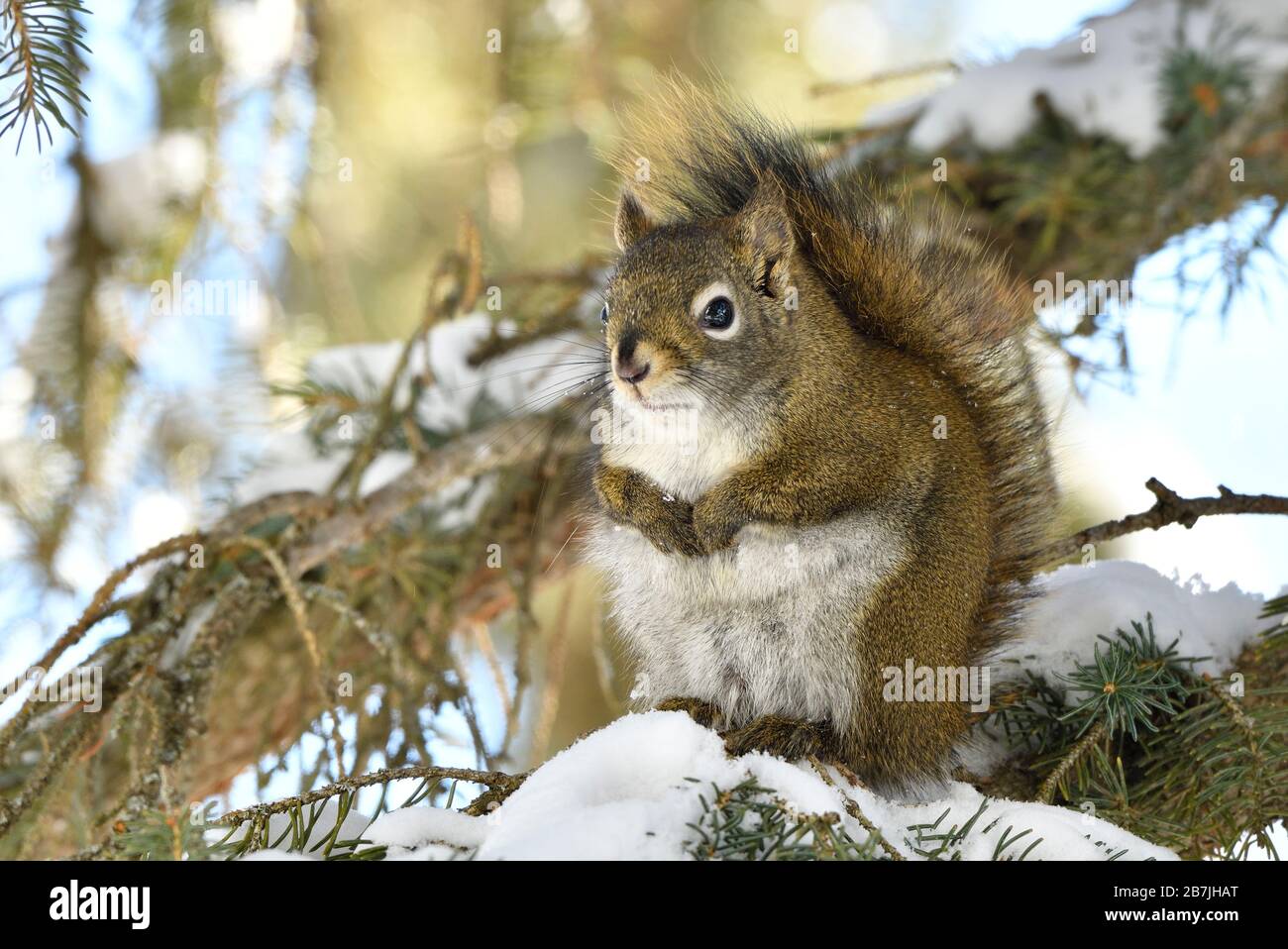 A wild red squirrel "Tamiasciurus hudsonicus", sitting upright on a ...