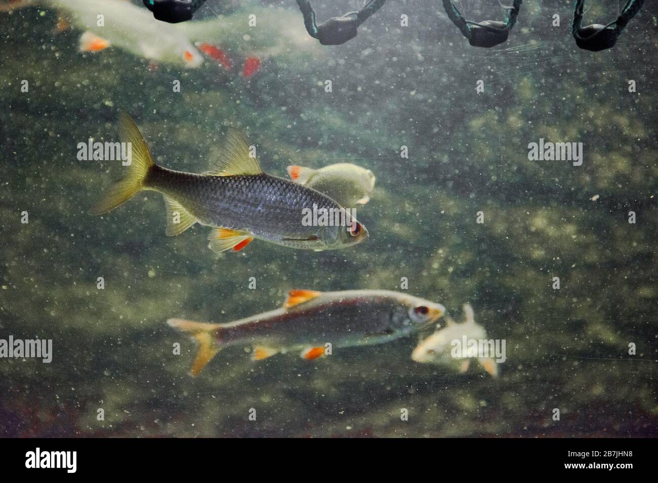 The common rudd - Scardinius erythrophthalmus. Fish from Europe and ...