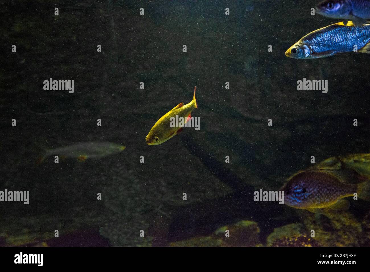 Rudd fish hi-res stock photography and images - Alamy