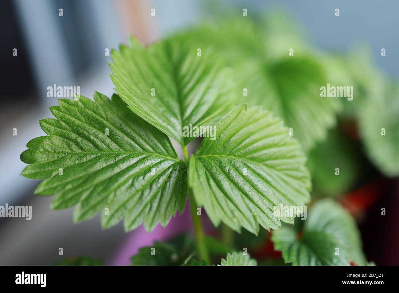 Green leaves of strawberry plant Stock Photo - Alamy