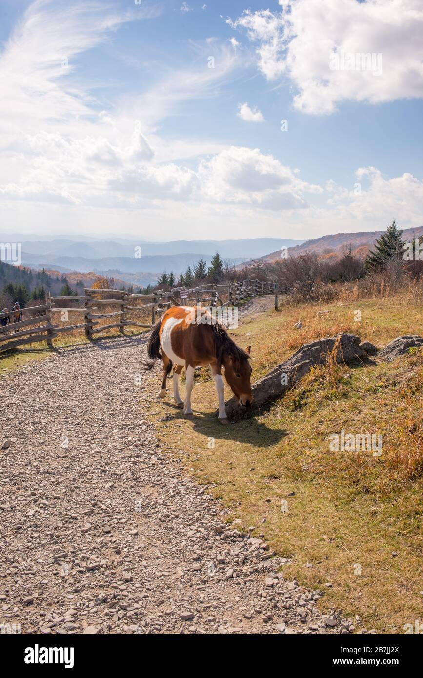 The wild ponies of Grayson Highlands State Park entertain hikers along ...