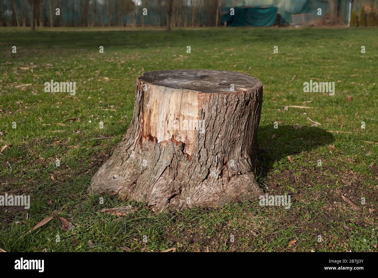 Stump of a chopped tree Stock Photo - Alamy