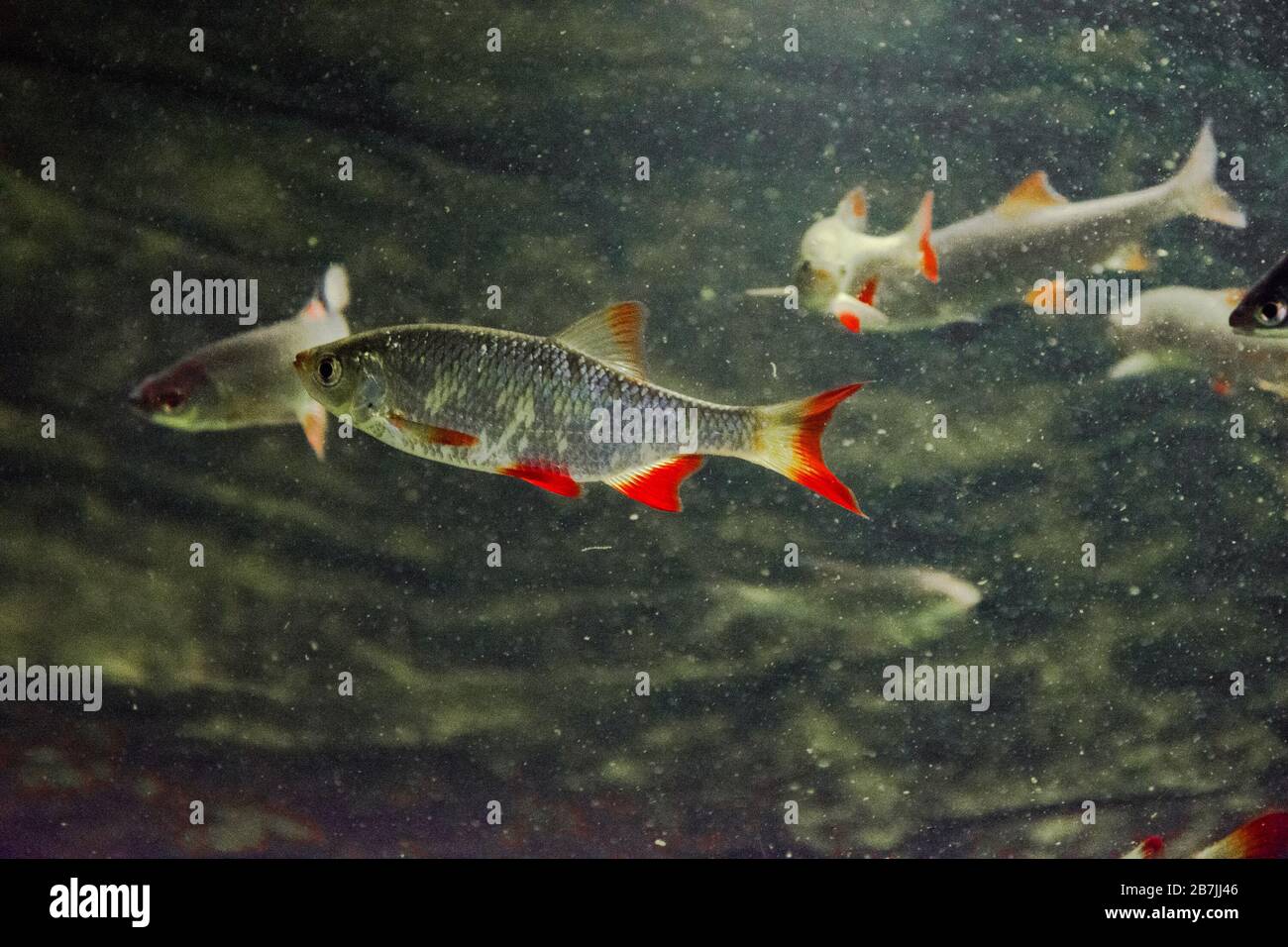 The common rudd - Scardinius erythrophthalmus. Fish from Europe and ...