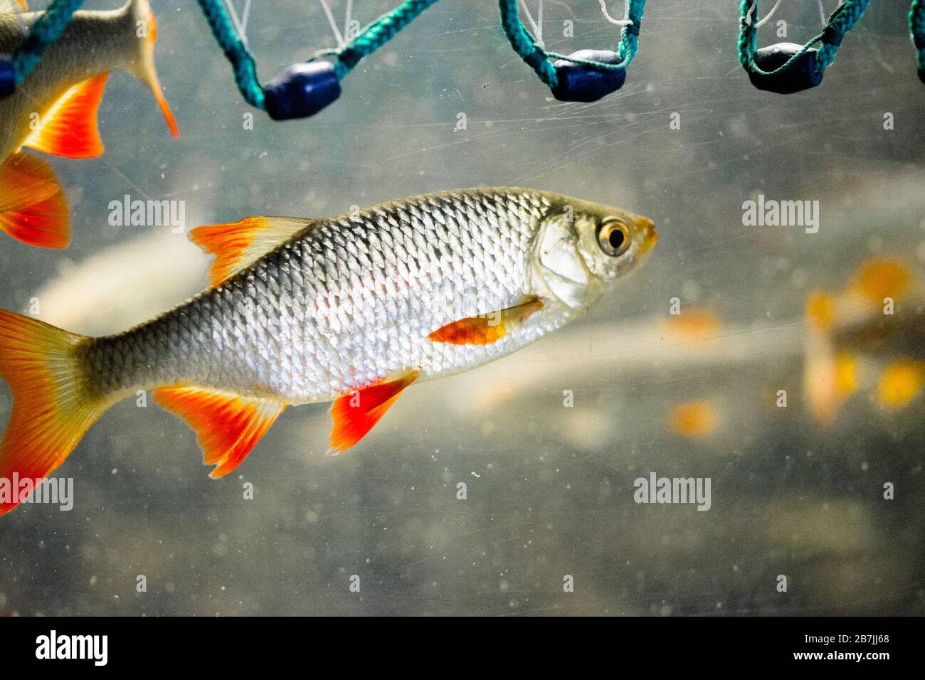 The common rudd - Scardinius erythrophthalmus. Fish from Europe and ...