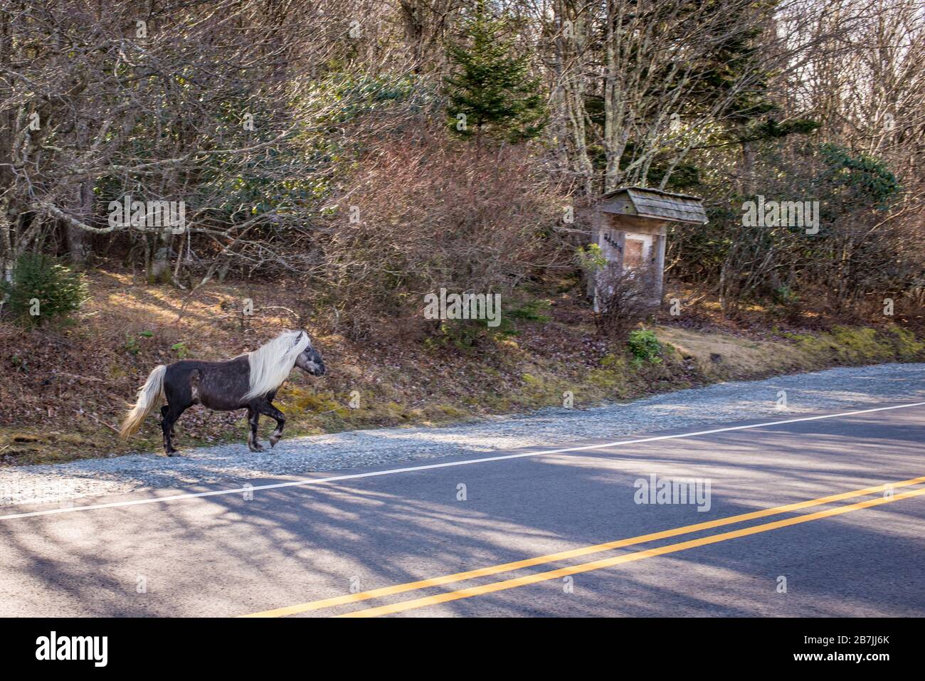 The wild ponies of Grayson Highlands State Park entertain hikers along ...