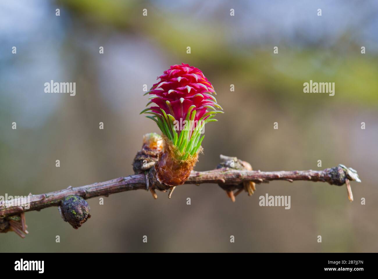 Red immature female cone of European larch in spring Stock Photo - Alamy