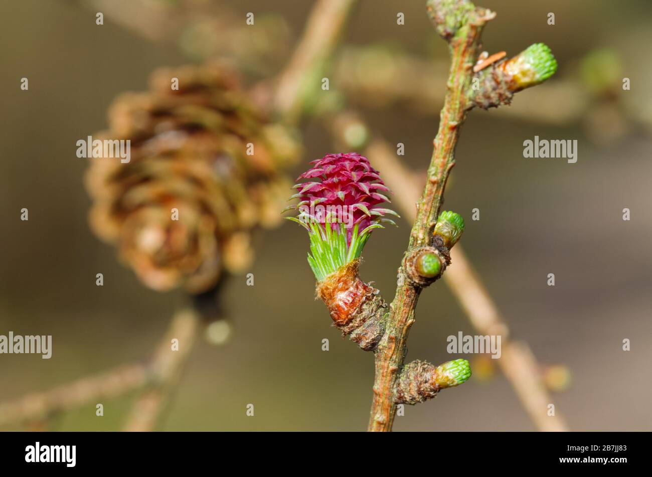 Red immature female cone of European larch in spring Stock Photo - Alamy