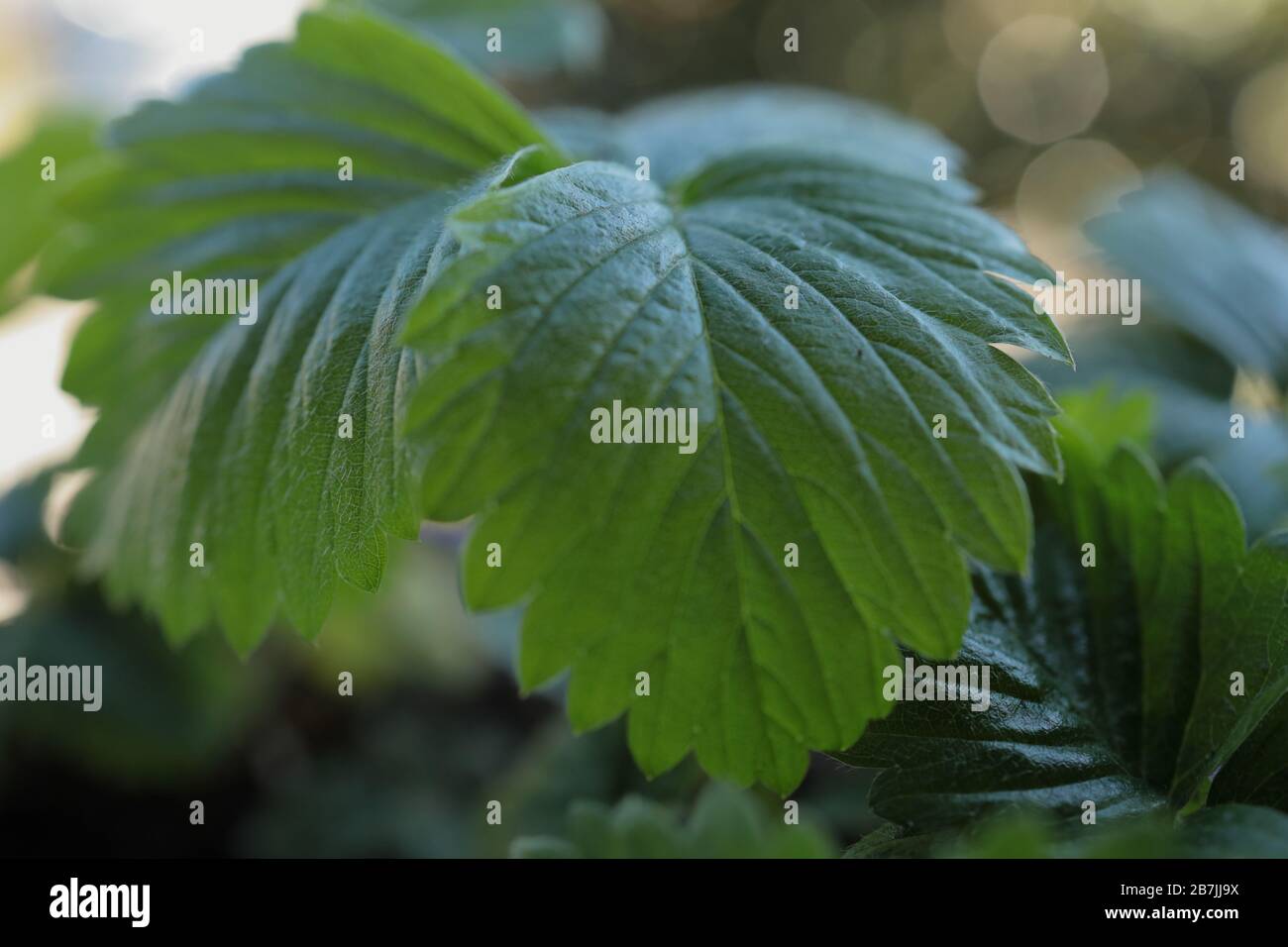 Green strawberry leaves hi-res stock photography and images - Alamy