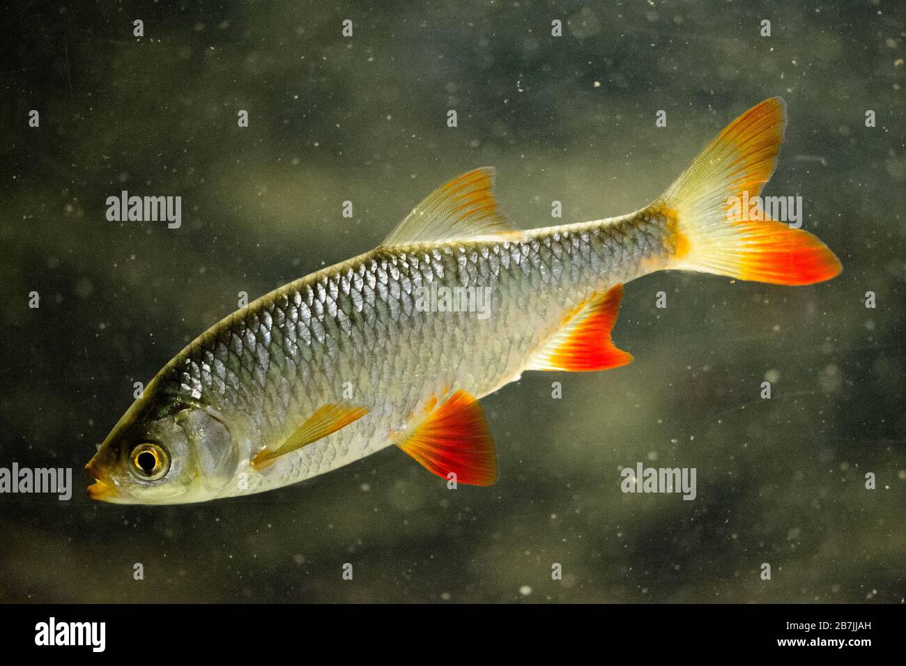 The common rudd - Scardinius erythrophthalmus. Fish from Europe and ...