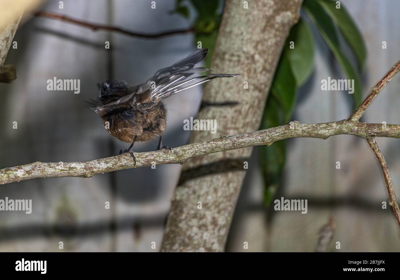 Only fantail in new zealand hi-res stock photography and images - Alamy