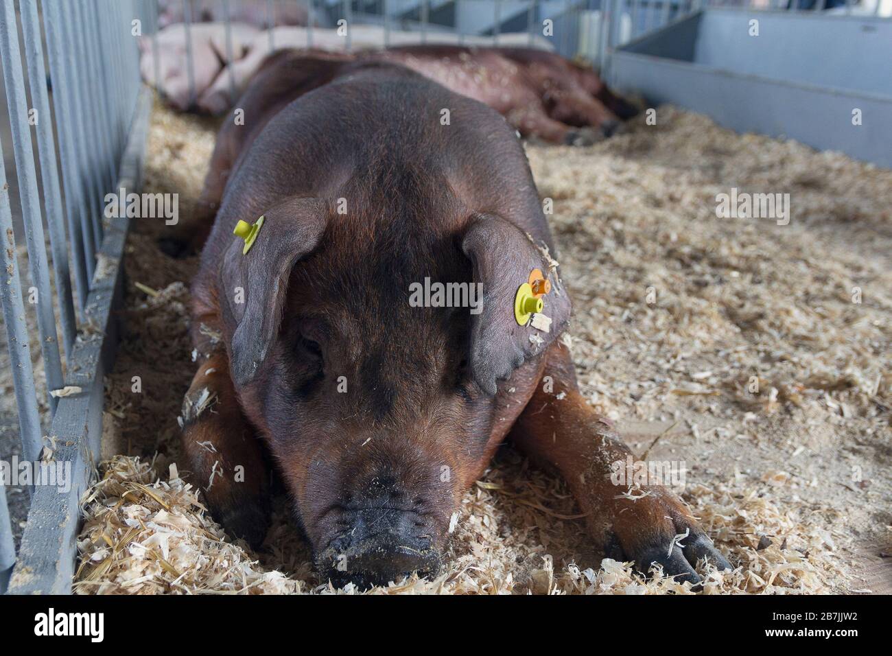 Pedigree pig sleeping on the farm. Agriculture Stock Photo - Alamy