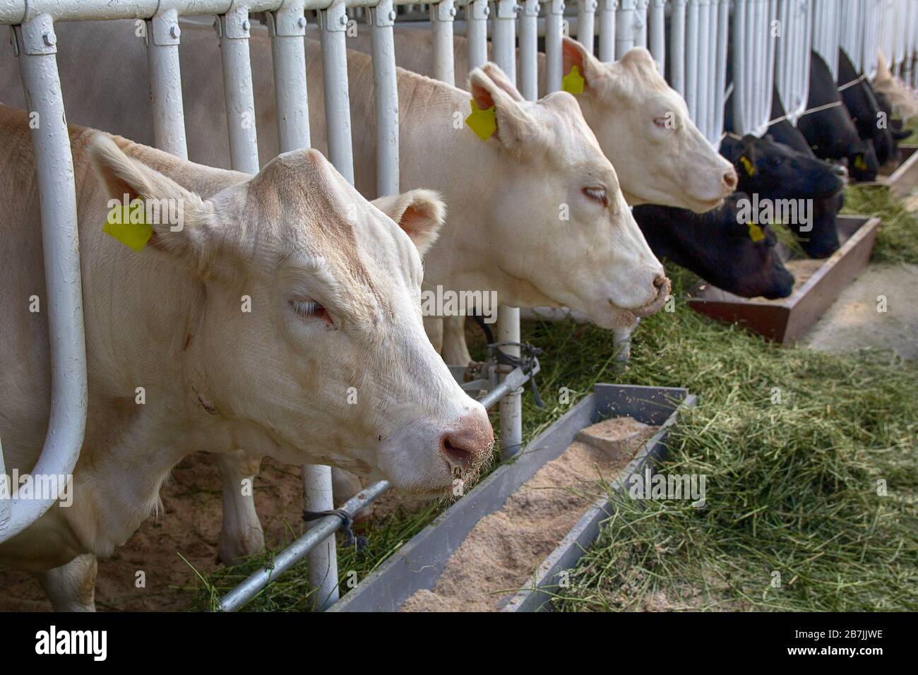 Beef Cattle Cow livestock in Farm. Agriculture Stock Photo - Alamy