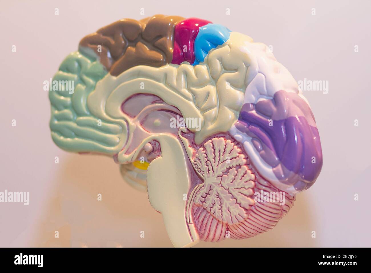 Layout of the human brain in the context of a close-up. Medicine Stock ...
