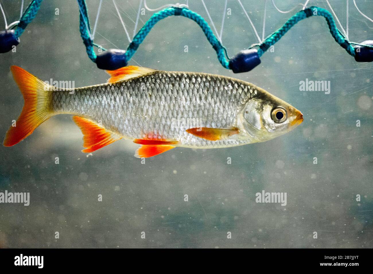 The common rudd - Scardinius erythrophthalmus. Fish from Europe and ...