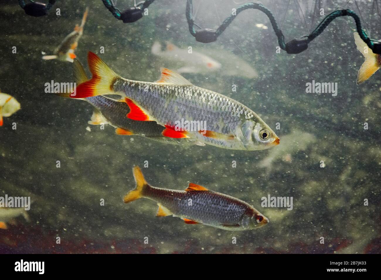 Caspian white fish hi-res stock photography and images - Alamy