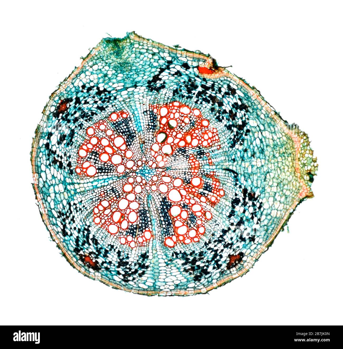 Plant root anatomy hi-res stock photography and images - Alamy