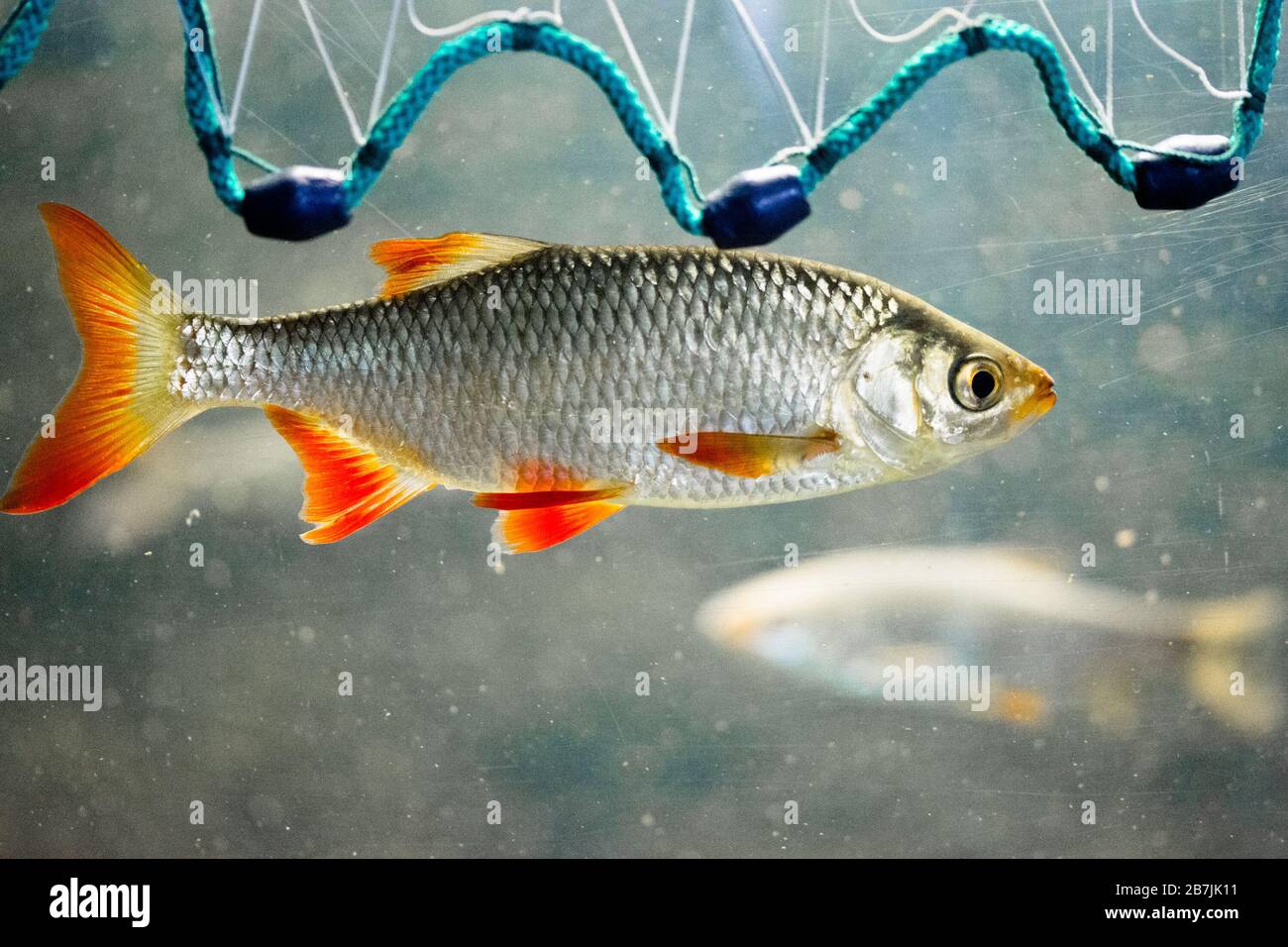 The common rudd - Scardinius erythrophthalmus. Fish from Europe and ...