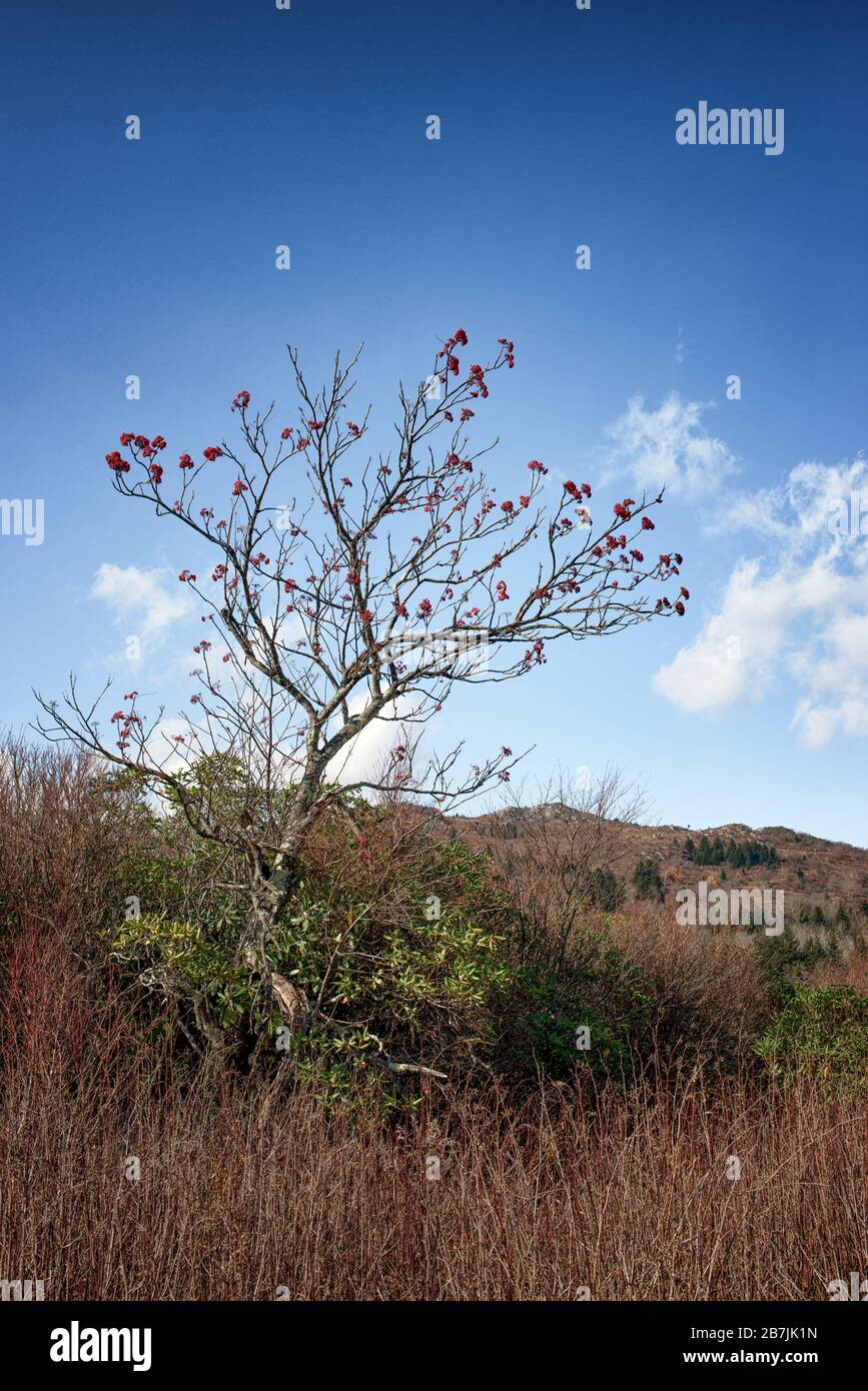 A hot pink bloom bends toward the sunlight in the midst of a winter ...