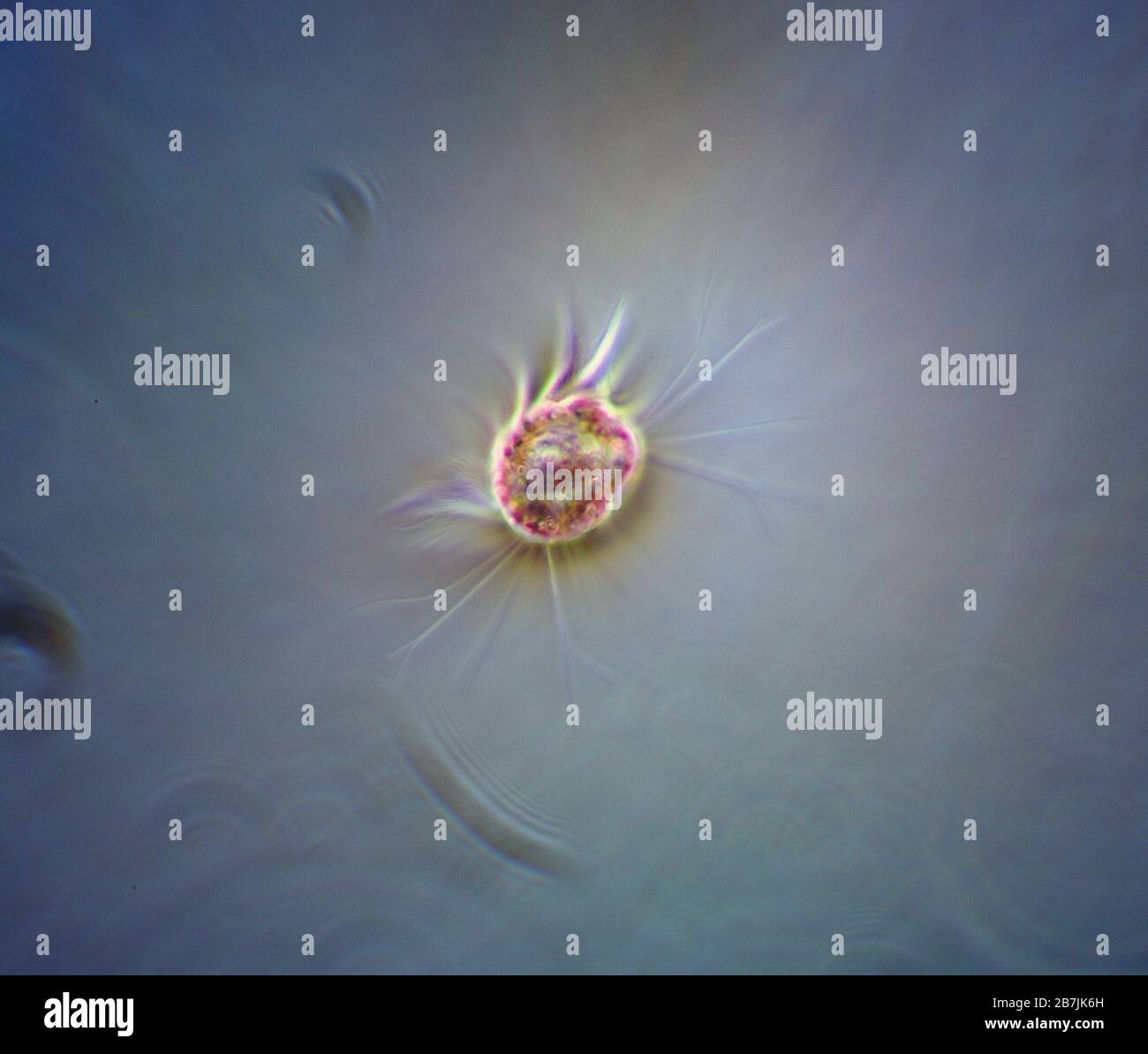 Cilia micrograph hi-res stock photography and images - Alamy