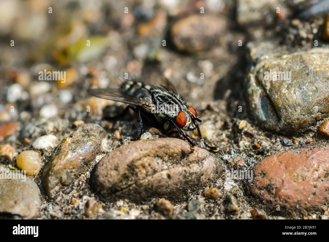 Diptera Meat Fly Insect On Rocky Ground Stock Photo - Alamy