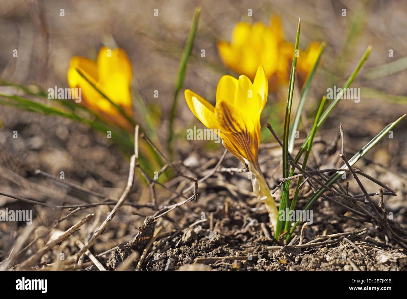 Yellow crocus flower grow in sunny spring garden Stock Photo - Alamy
