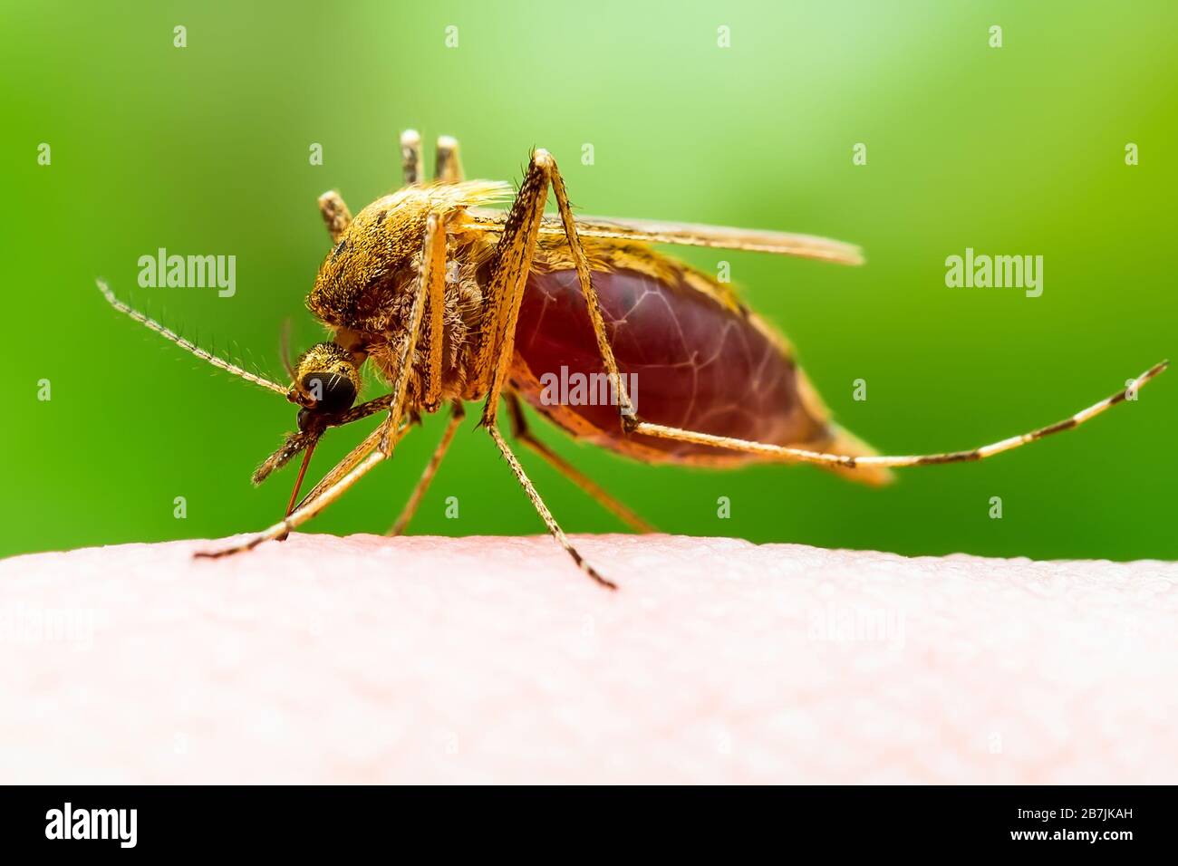 Zika Infected Mosquito Bite on Green Background. Leishmaniasis ...