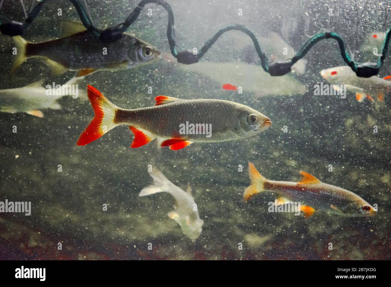 The common rudd - Scardinius erythrophthalmus. Fish from Europe and ...