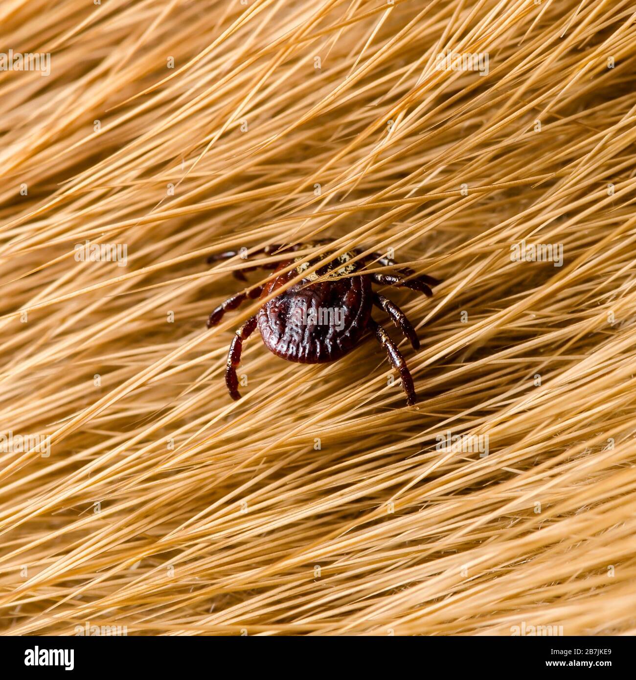 Encephalitis Virus or Lyme Borreliosis Disease Infectious Dermacentor ...