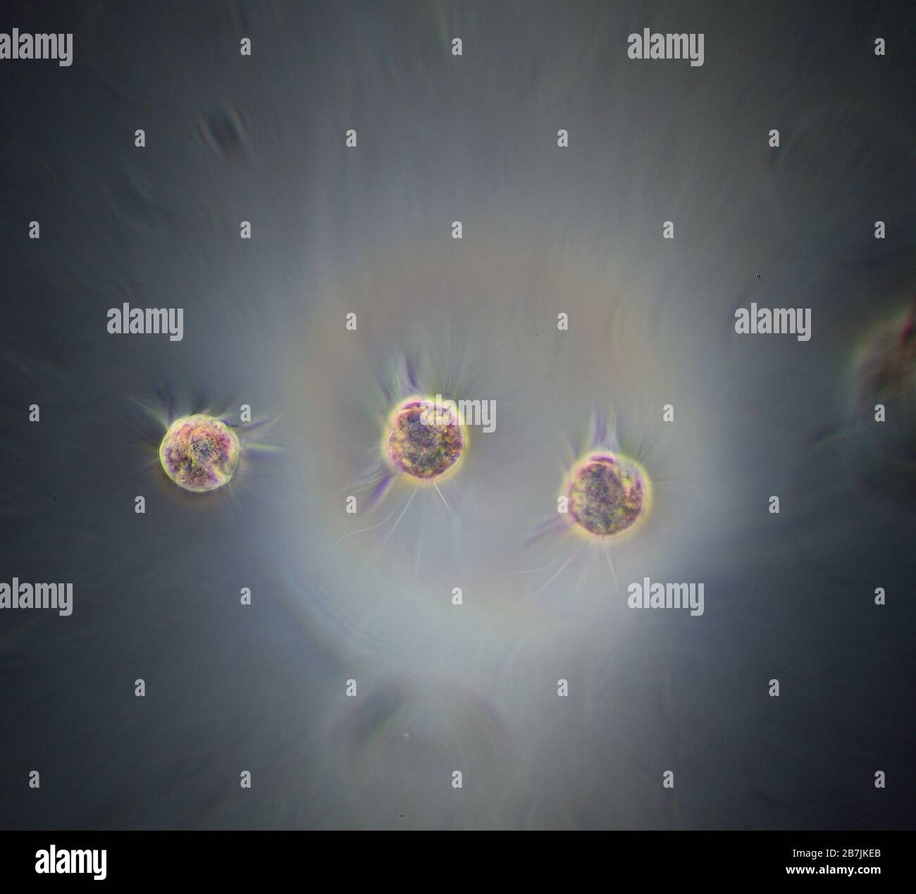 Cilia micrograph hi-res stock photography and images - Alamy