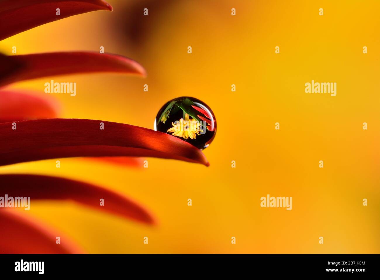 Water droplet reflection macro hi-res stock photography and images - Alamy