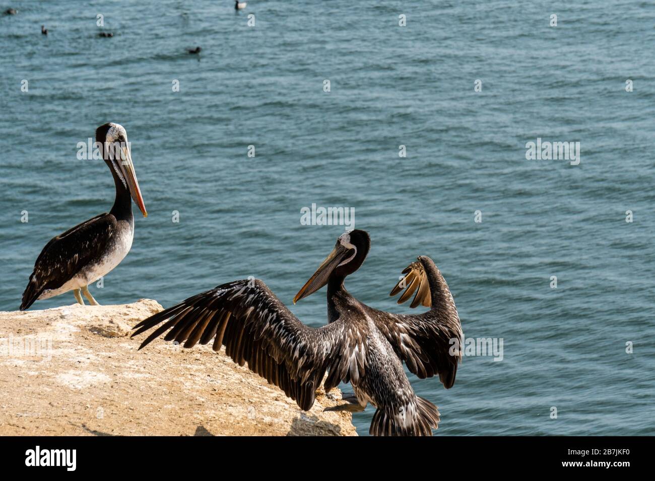 Paracas National Reserve, Peruvian pelican (Pelecanus thagus), Ica ...