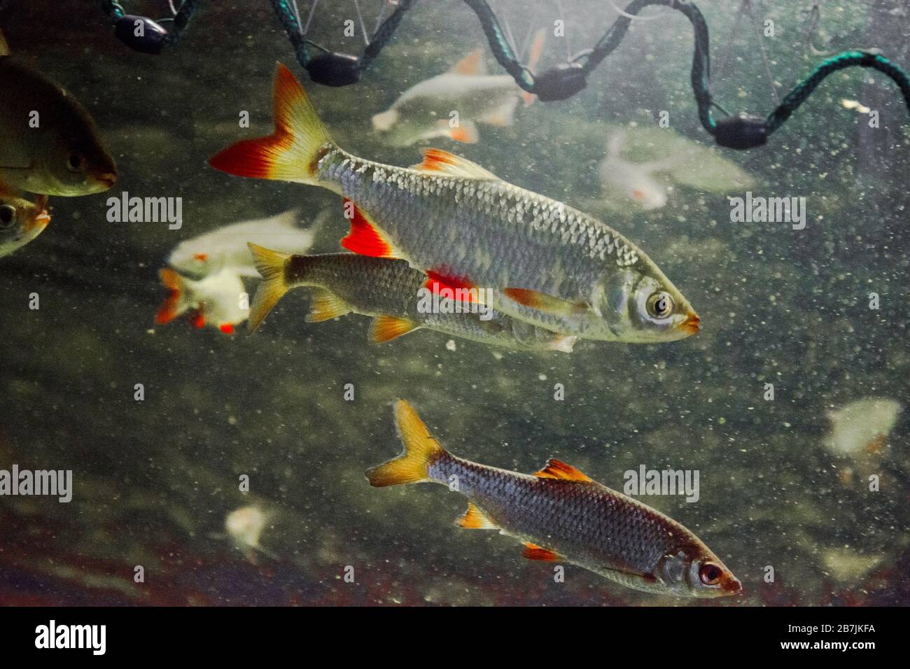 The common rudd - Scardinius erythrophthalmus. Fish from Europe and ...