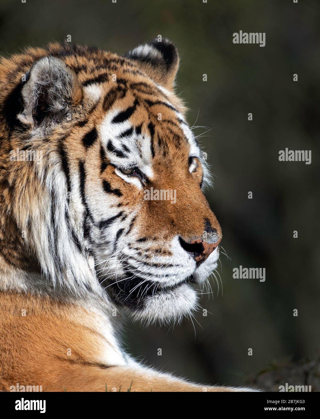 Tiger Profile