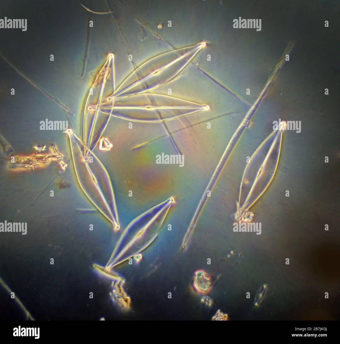 Rhomboides hi-res stock photography and images - Alamy