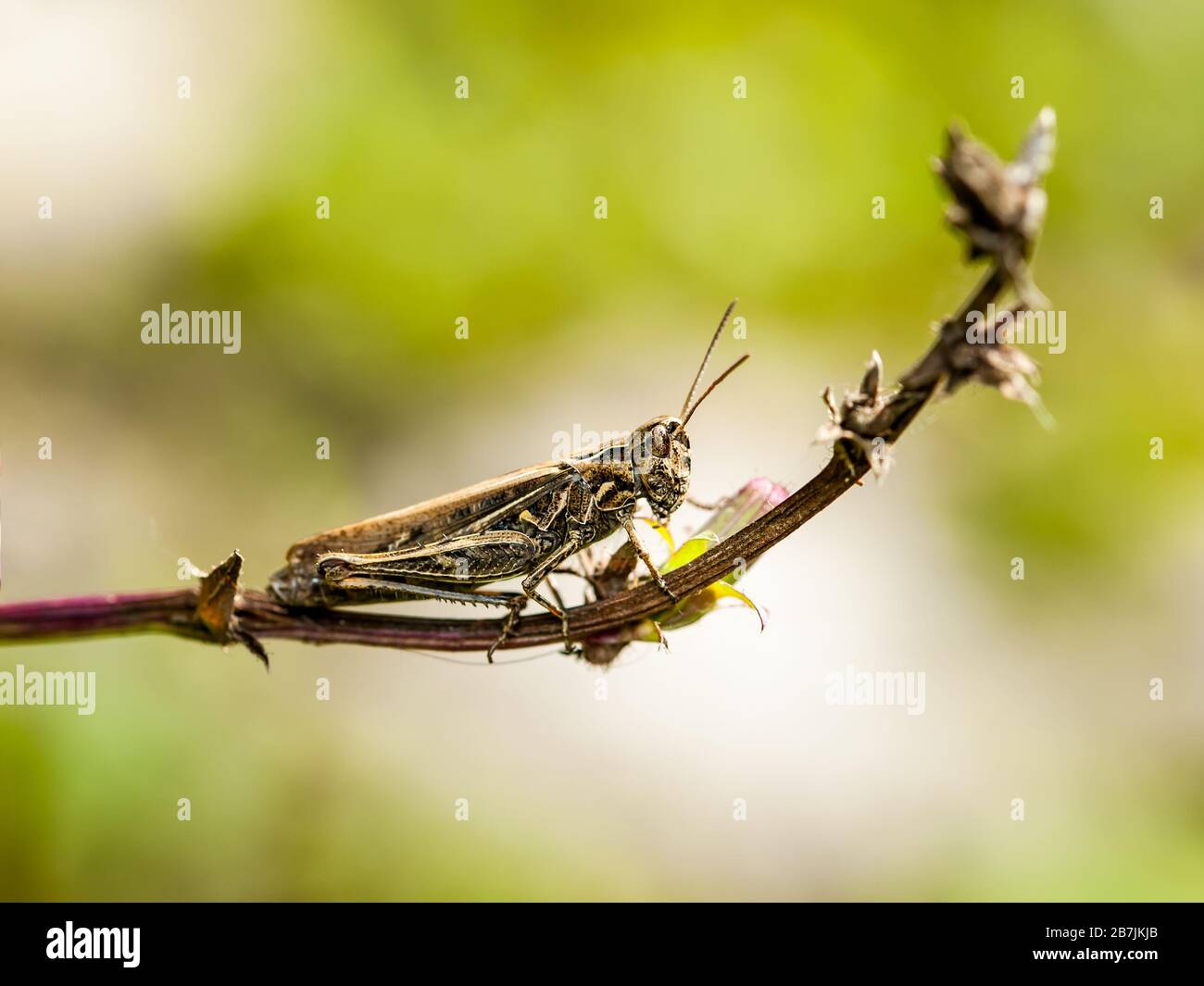 Common Grasshopper Insect on Grass Stock Photo - Alamy