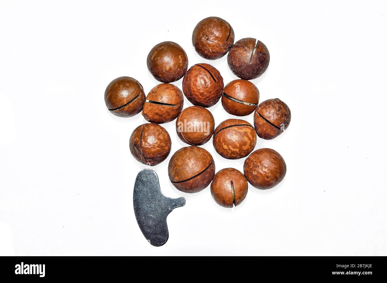 Shell opening process hi-res stock photography and images - Alamy