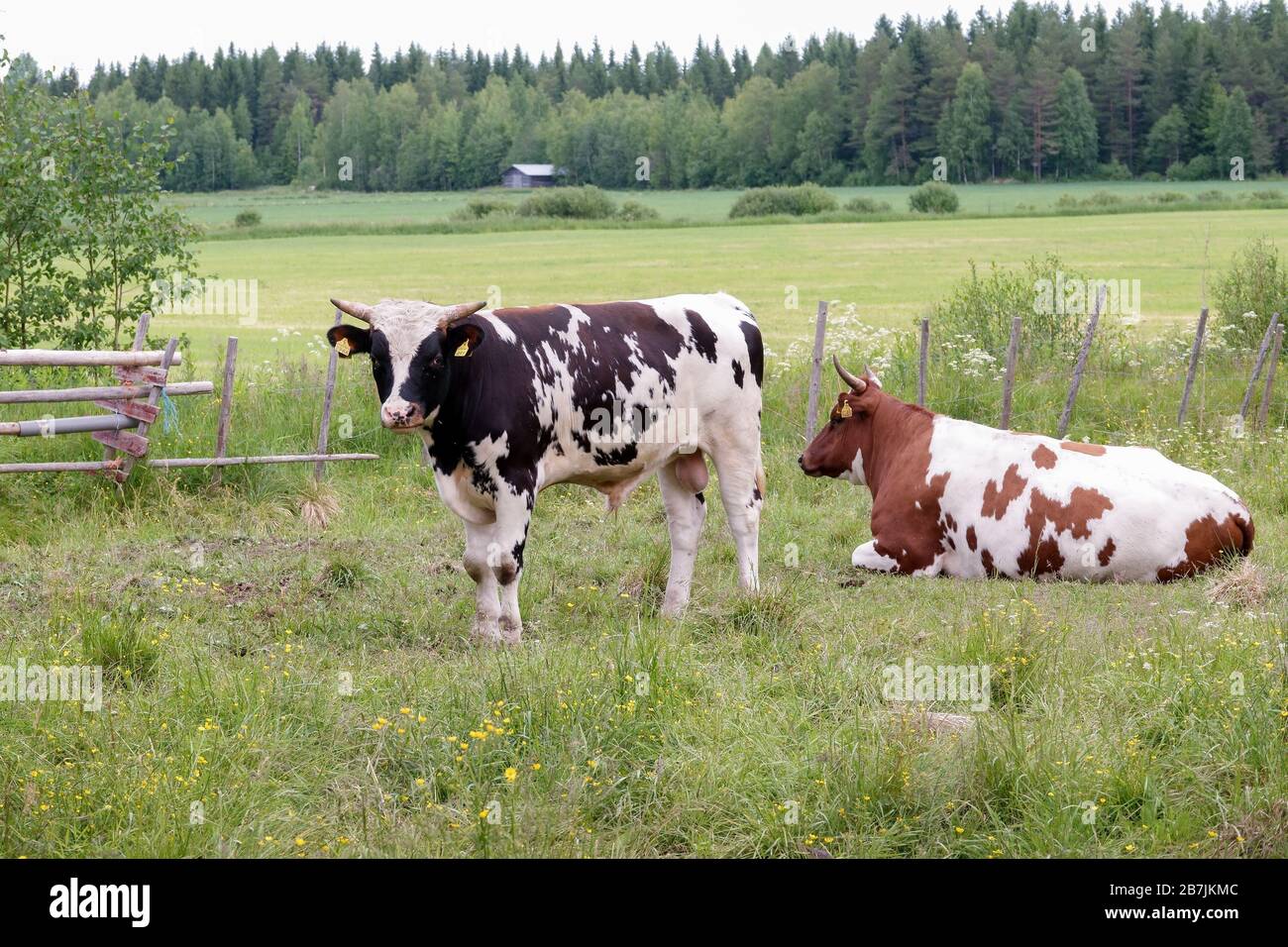 Summer breeding range hi-res stock photography and images - Alamy