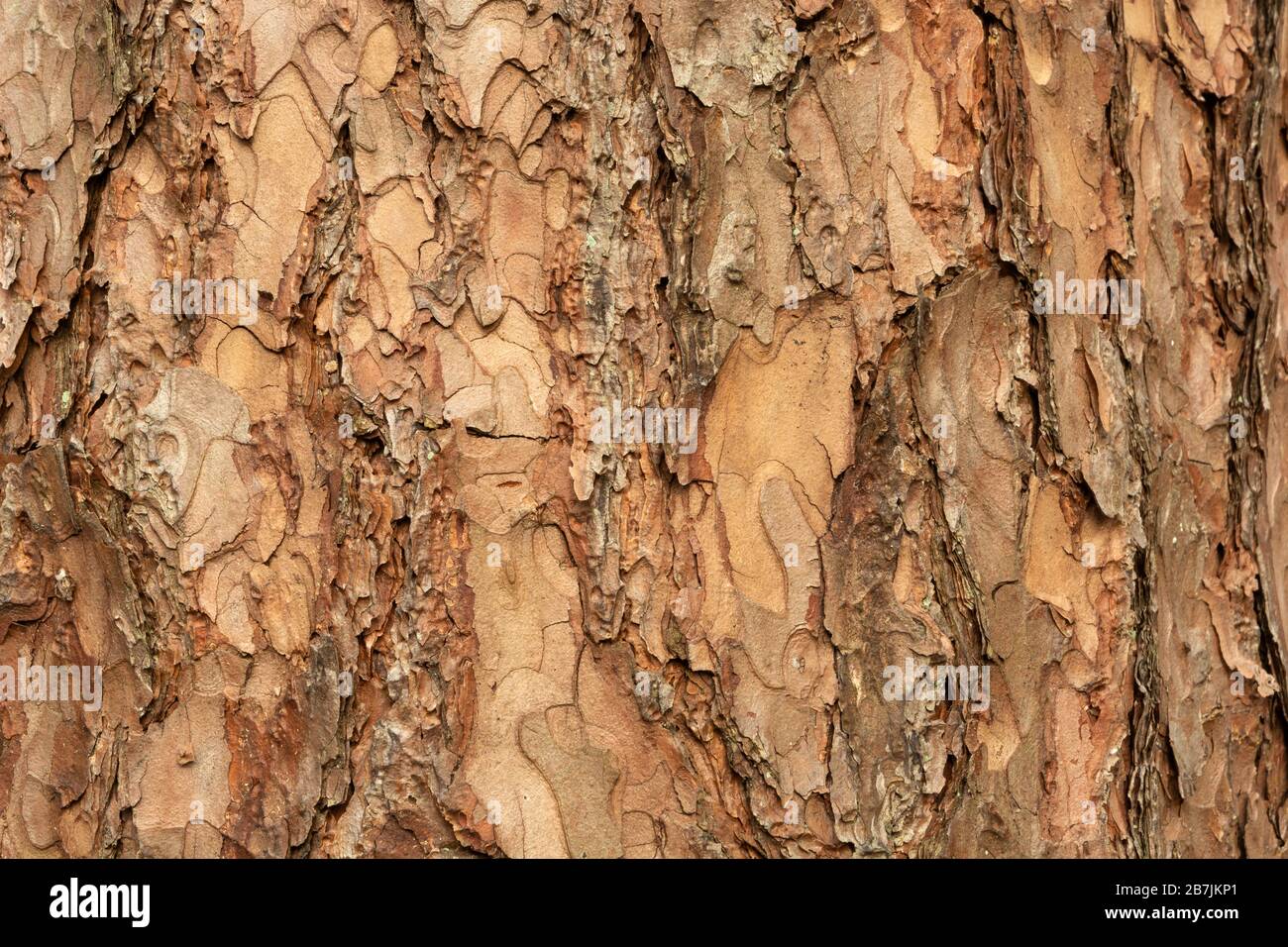 Closeup wood hi-res stock photography and images - Alamy
