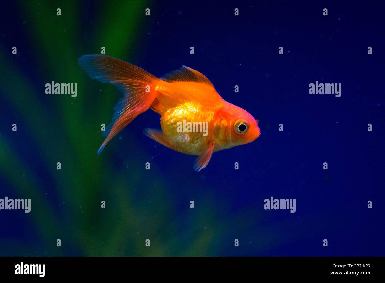 Goldfish in aquarium - carassius auratus Stock Photo - Alamy