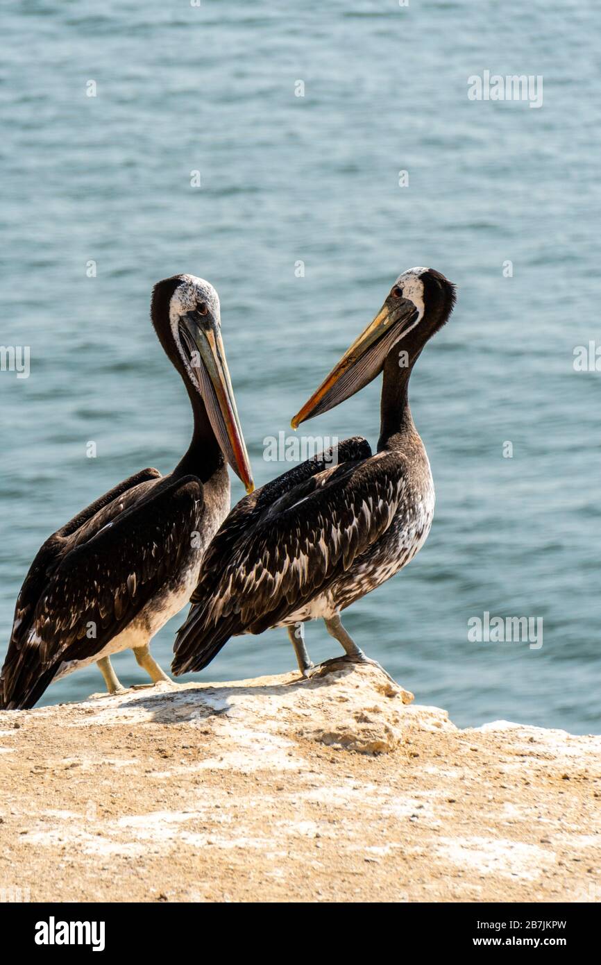 Paracas National Reserve, Peruvian pelican (Pelecanus thagus), Ica ...