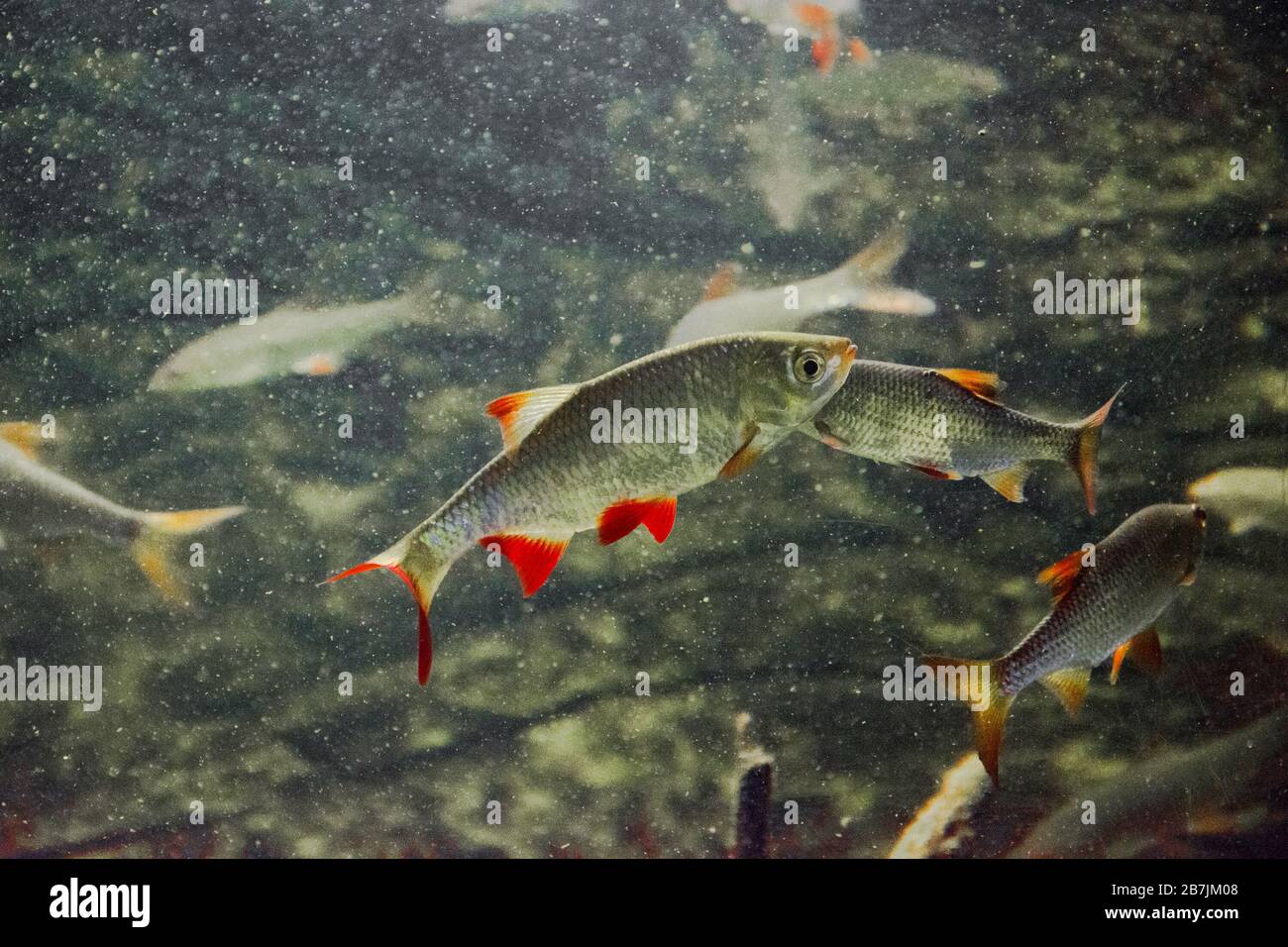 The common rudd - Scardinius erythrophthalmus. Fish from Europe and ...