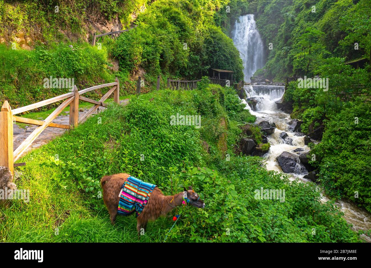 A llama (lama glama) with colorful textile by the Peguche waterfall and ...