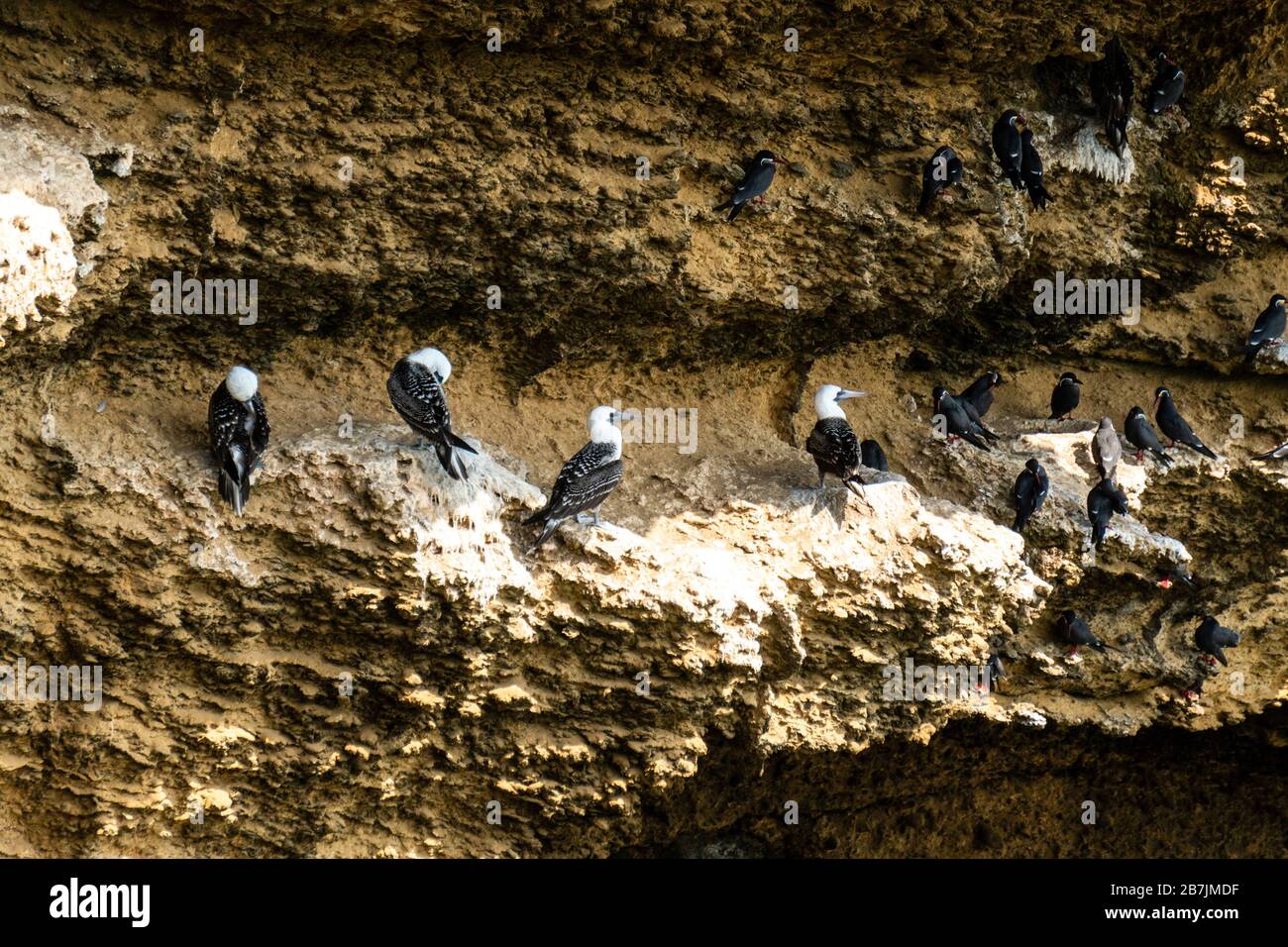 Paracas National Reserve, Peruvian booby (Sula variegata),Ica, Peru ...