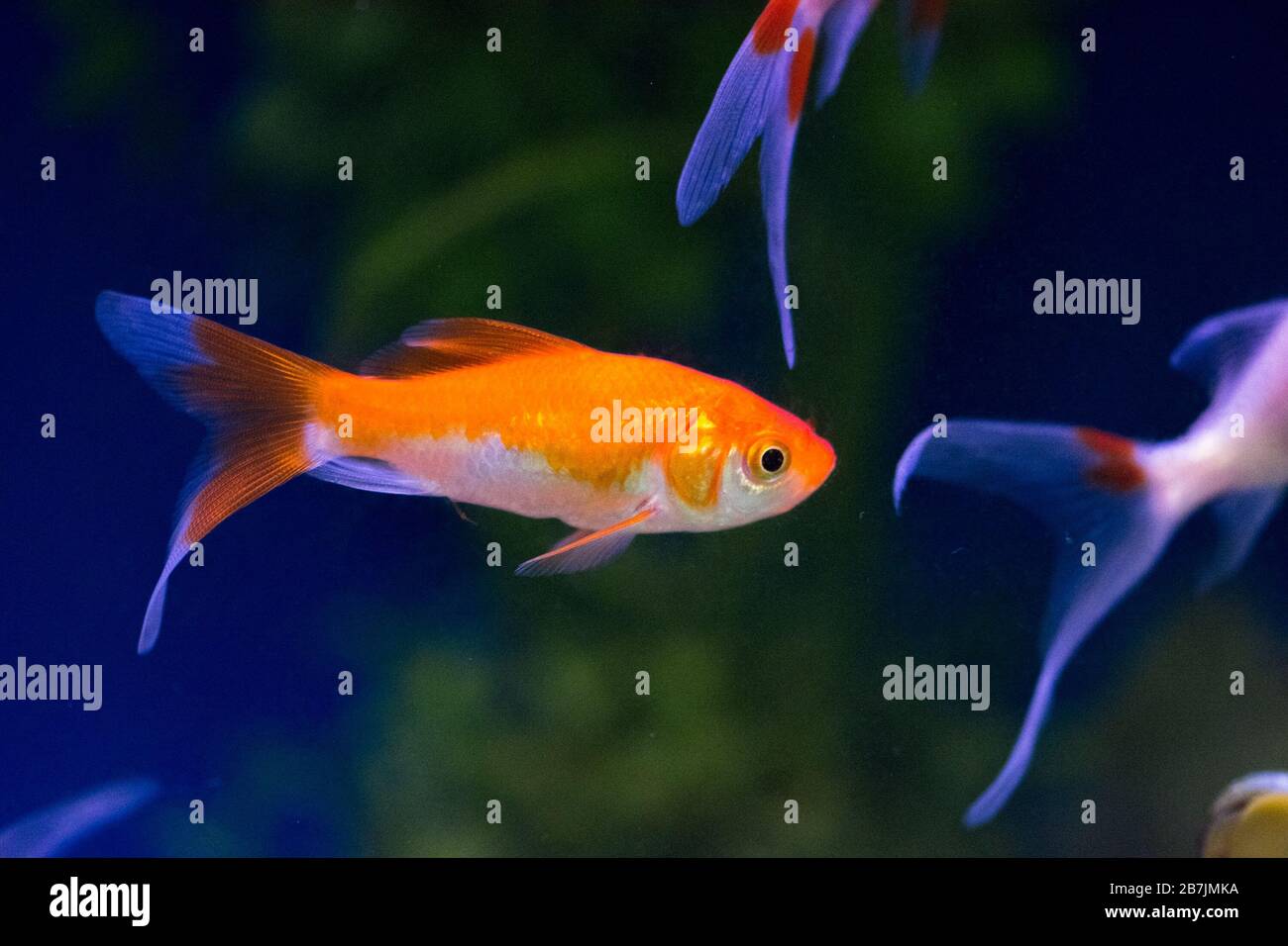 Goldfish in aquarium - carassius auratus Stock Photo - Alamy
