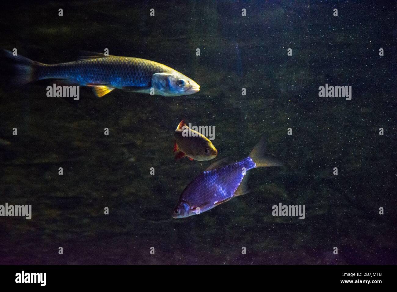 The common rudd - Scardinius erythrophthalmus. Fish from Europe and ...