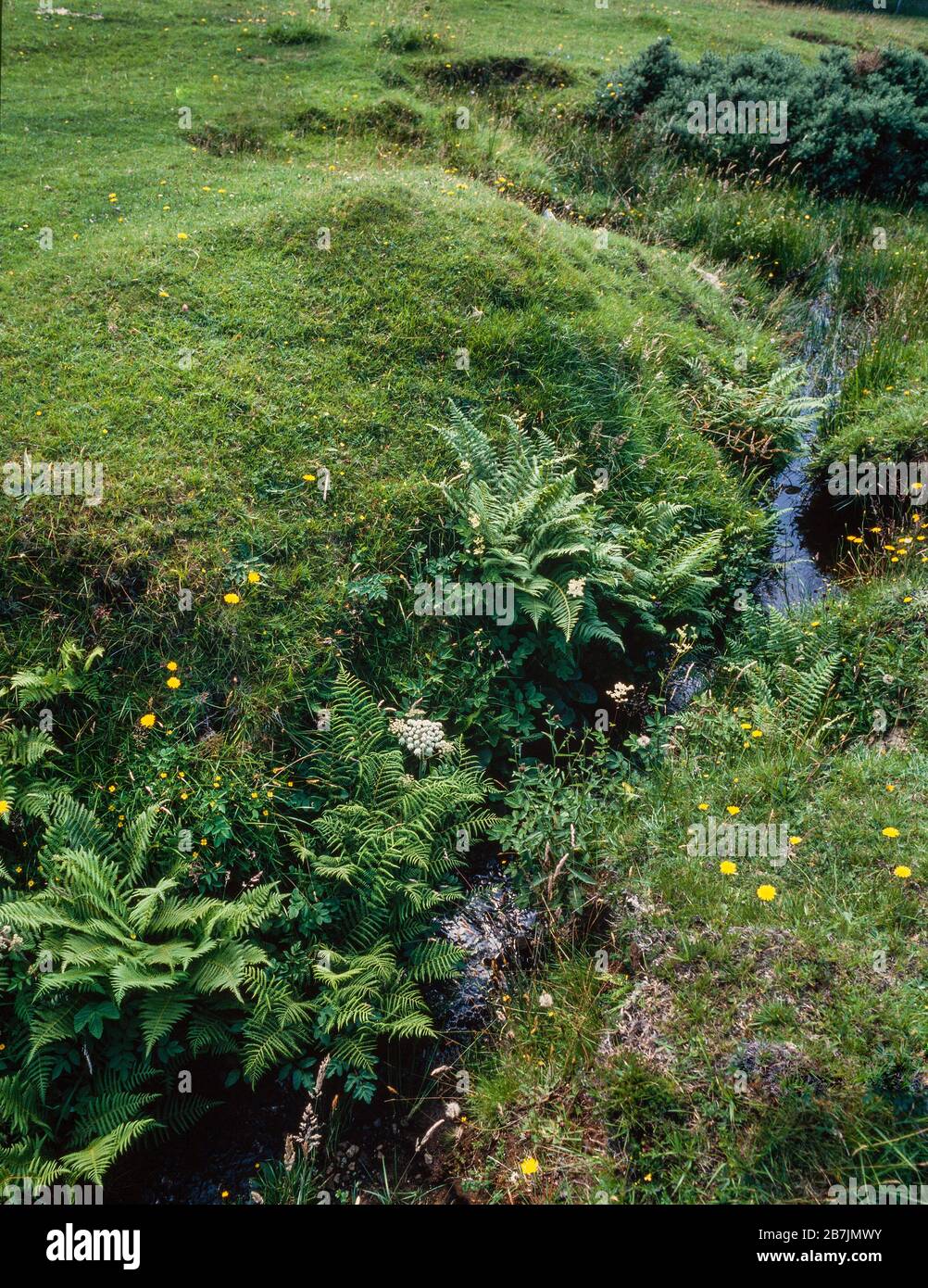 Damp loving plants hi-res stock photography and images - Alamy