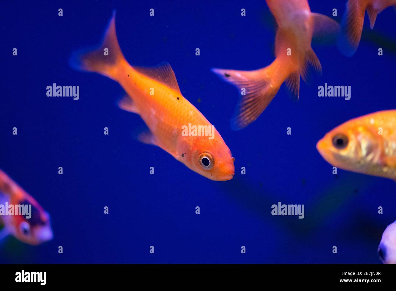 Gold fish calico hi-res stock photography and images - Alamy