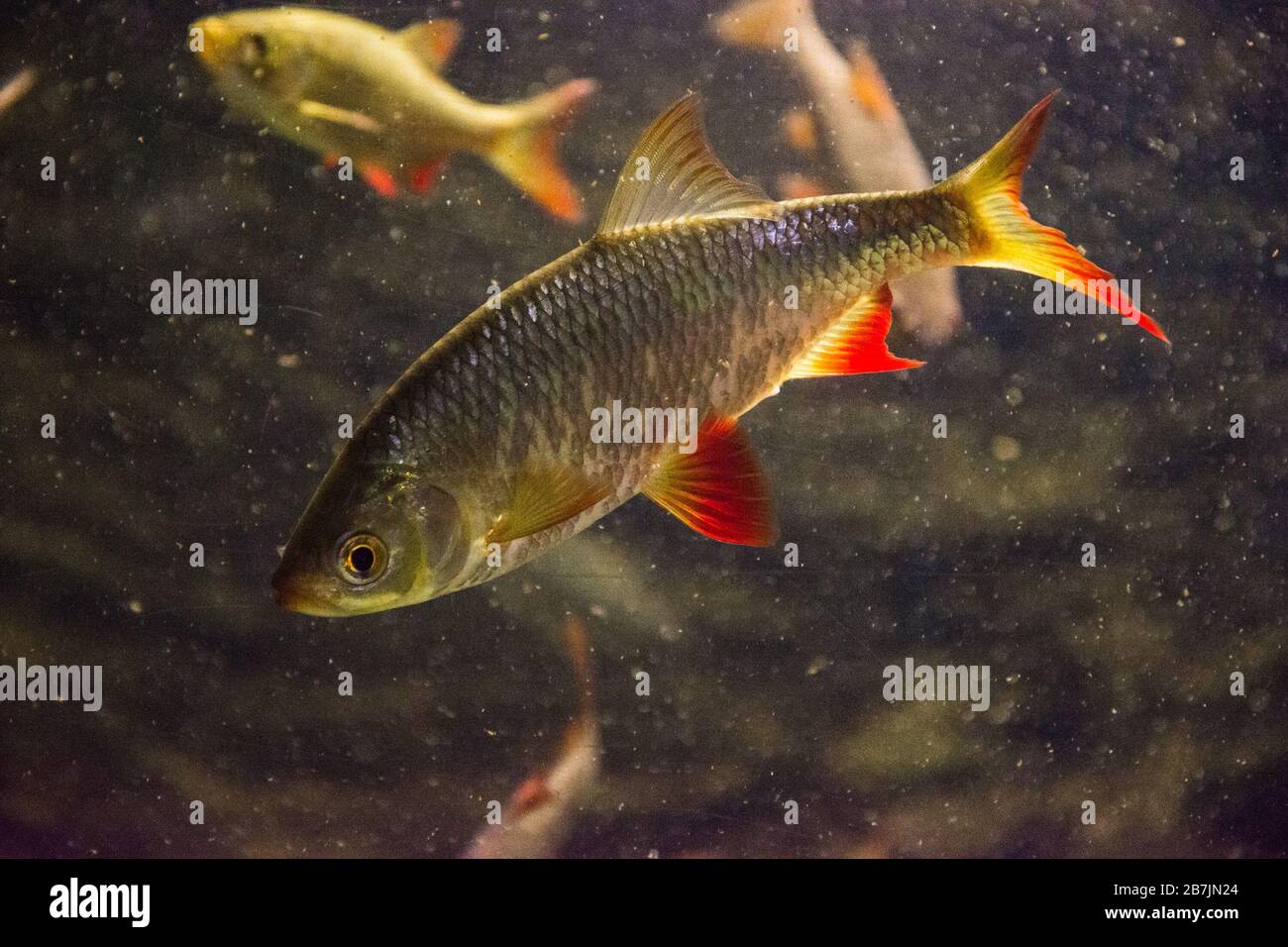 Rudd scardinius erythrophthalmus red hi-res stock photography and ...